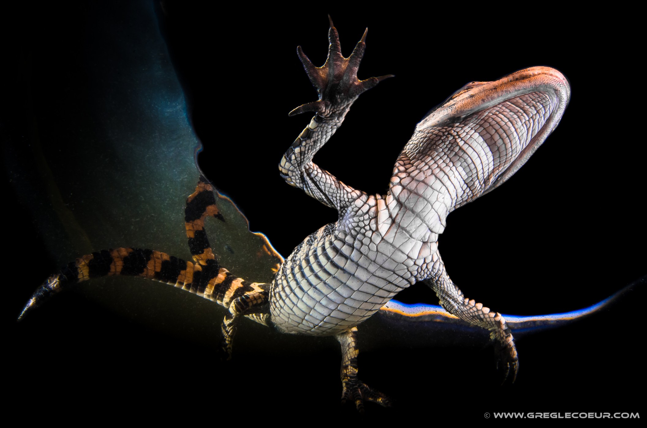 Gator Nights Airboat Rides - Everglades | Sawgrass Recreation Park