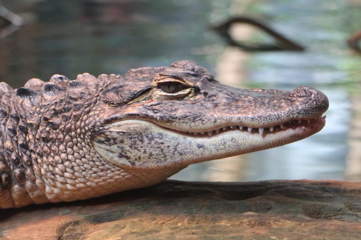 Gator Nights Airboat Rides - Everglades | Sawgrass Recreation Park