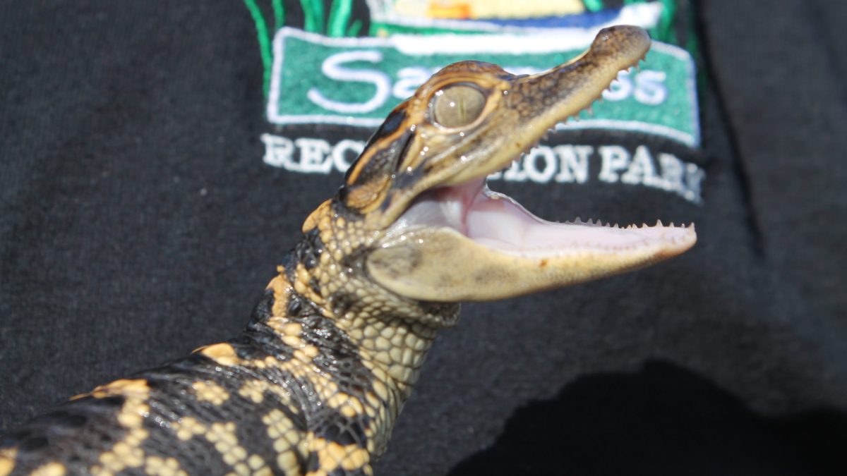 Everglades Exhibits | Sawgrass Recreation Park